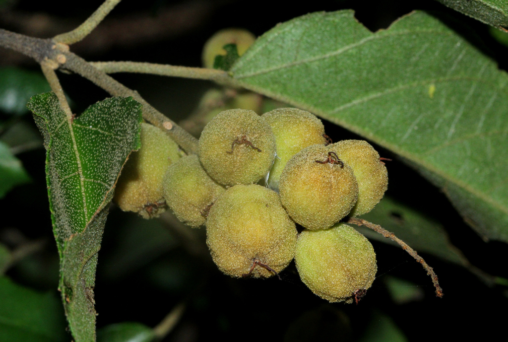 forest fever-berry from Inhamitanga Forest, Cheringoma, Mozambique on ...