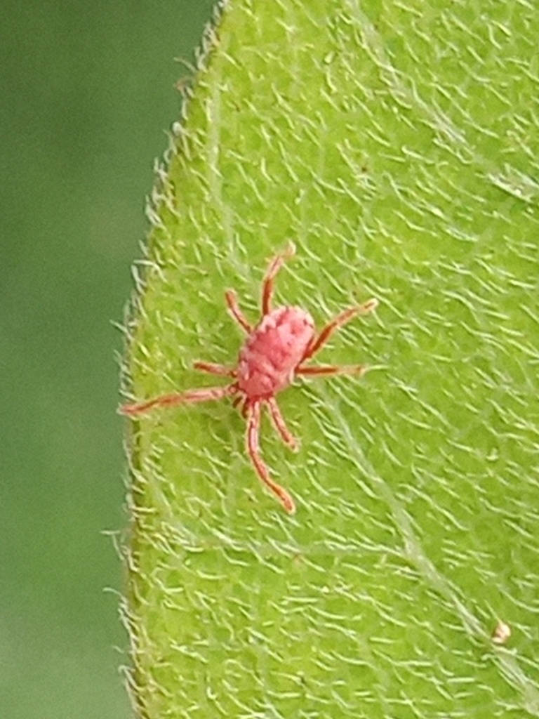 Balaustium leanderi from Sin Nombre de Col 71, Guadalupe, N.L., México ...