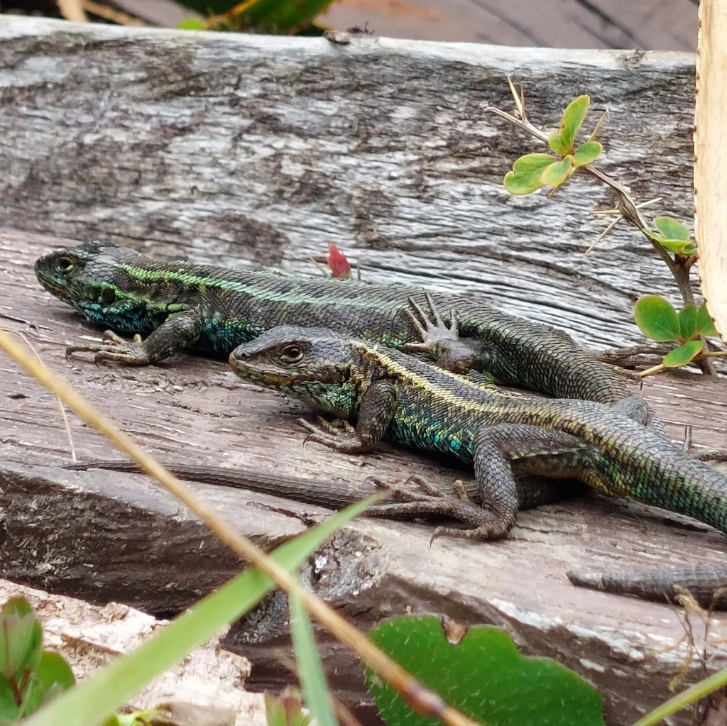 Common Painted Smooth-throated Lizard from Chonchi, Los Lagos, Chile by ...