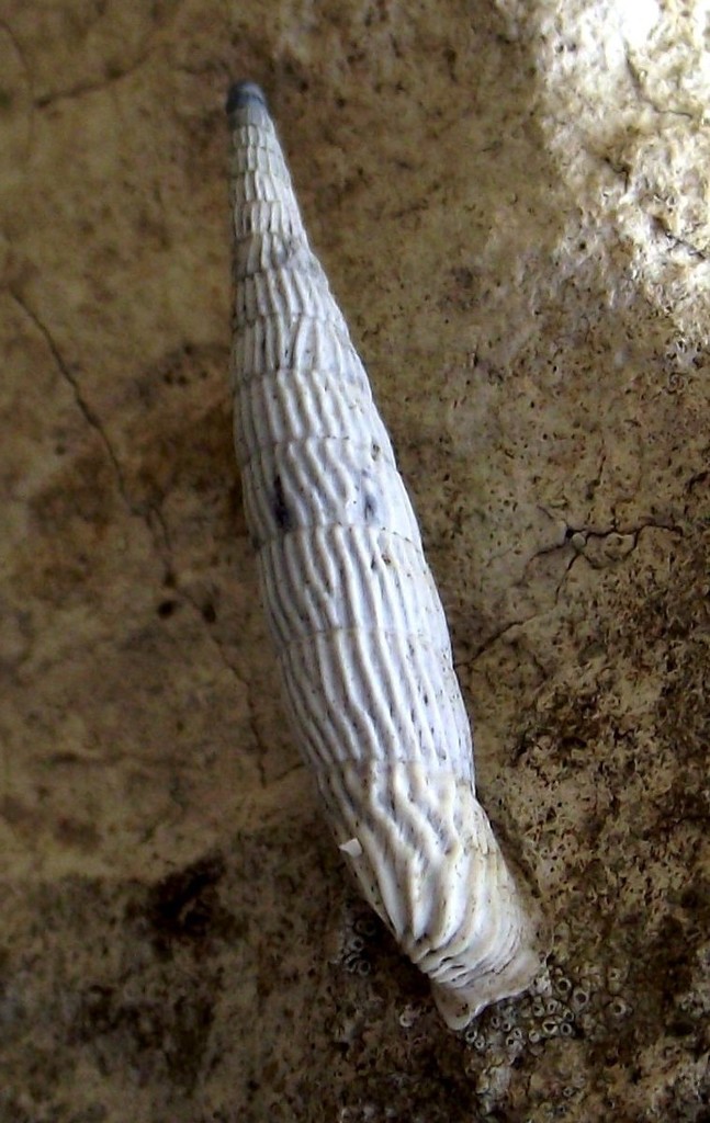 Albinaria corrugata inflata from Agios Dimitrios, Crete on October 31, 2012 by Steve Daniels ...