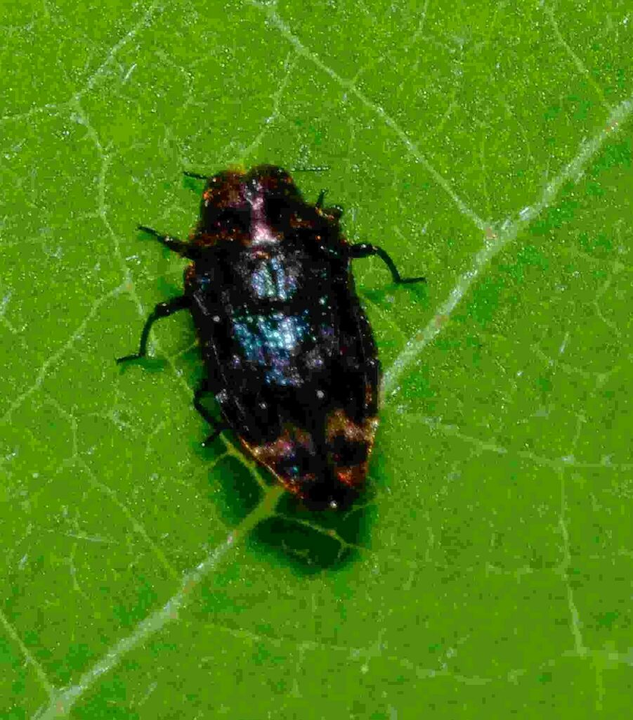 Northern Red Oak Jewel Beetle from Rockdale County, GA, USA on April 20 ...
