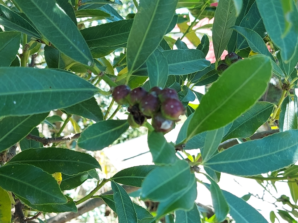 Sapium glandulosum in April 2024 by Irma Hummel · iNaturalist