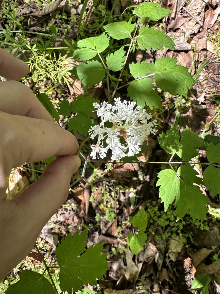 white baneberry from Cookeville, TN, US on April 20, 2024 at 10:37 AM ...