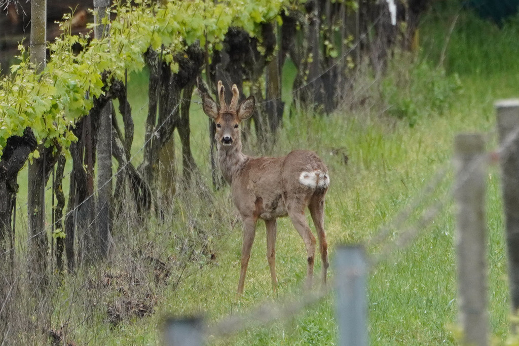Western Roe Deer from 7142 Illmitz, Österreich on April 16, 2024 at 04: ...