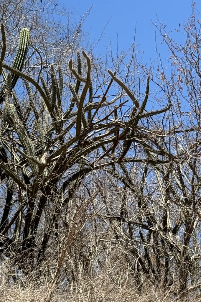 Octopus Cactus in April 2024 by Juan Ramón Manjarrez · iNaturalist
