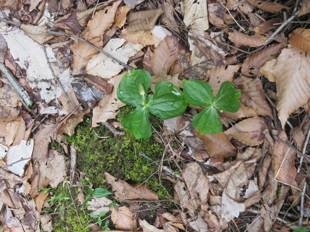 red trillium from Lamoille River Walk, 87 Ritchie Ave, Milton, VT 05468 ...
