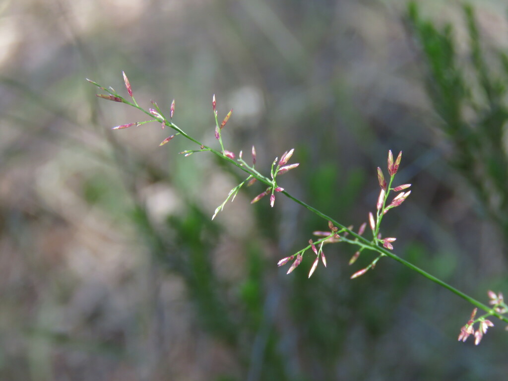 Eragrostis lacunaria from The Pilliga NSW 2388, Australia on April 19 ...