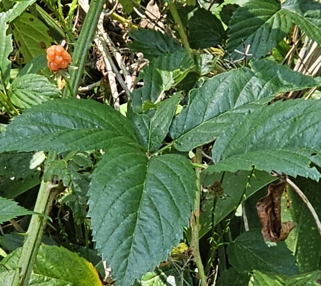 Pennsylvania Blackberry from Black Bear WA, Sanford, FL 32771, USA on ...