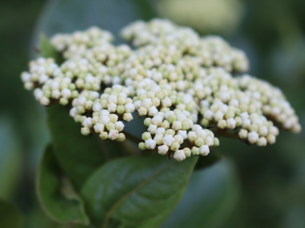 southern wild raisin from Orange Beach, AL, USA on April 19, 2024 at 06:36 PM by Jonathan Gilmer ...