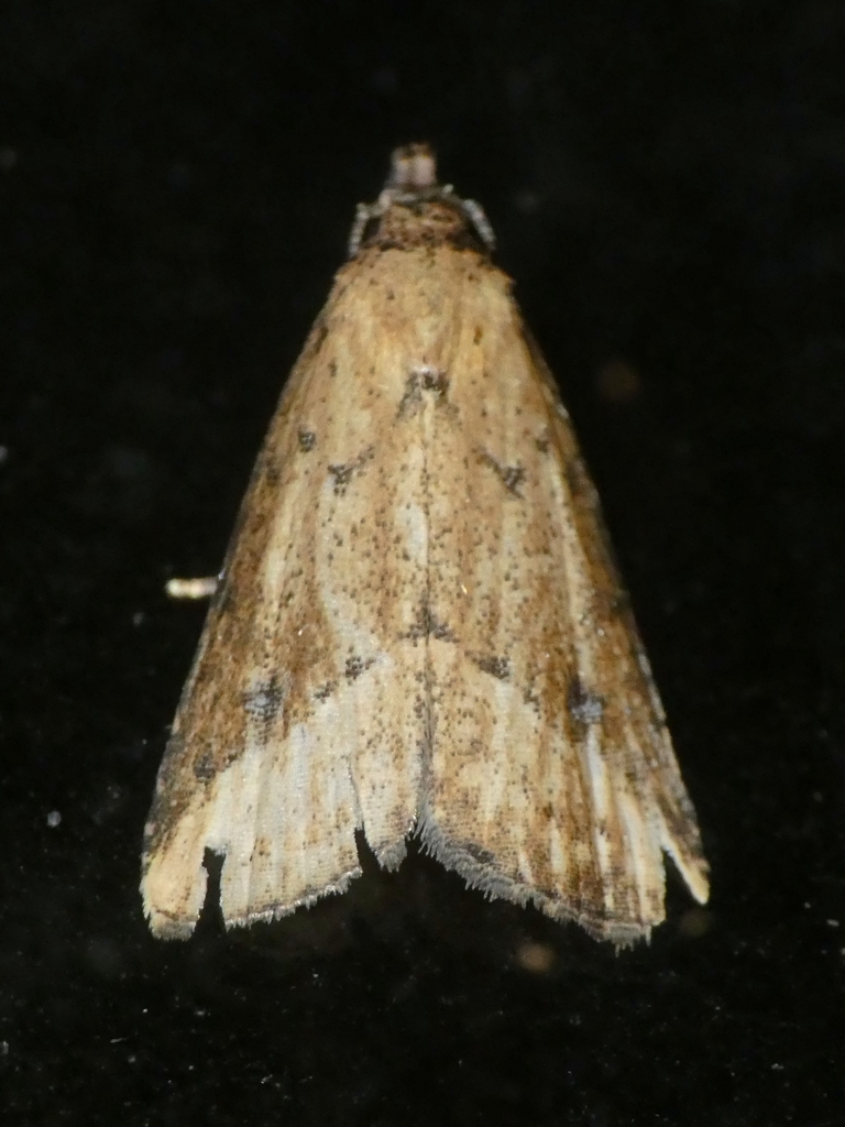 Luceria oculalis from Candlenut on April 20, 2024 at 07:41 PM by Kai ...