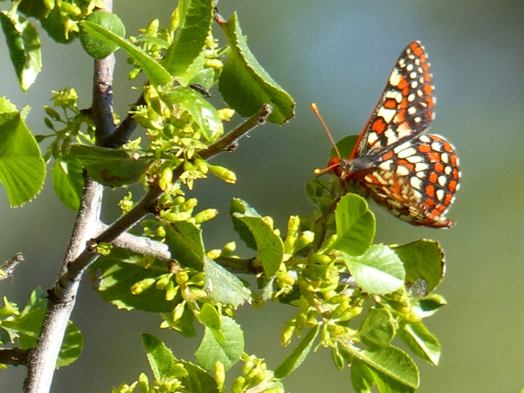 Edith's Checkerspot (Yosemite National Park Butterfly Guide 🦋 ...