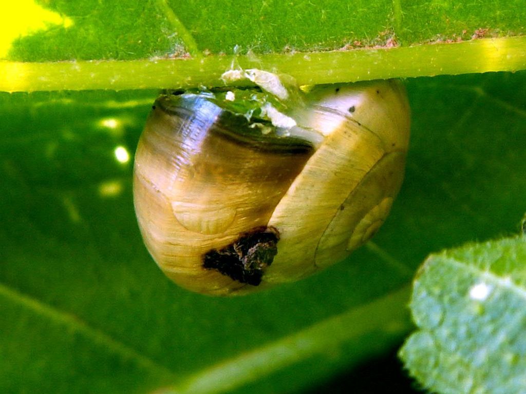 White Italian Snail from Koutsounari on March 01, 2013 by Steve Daniels ...