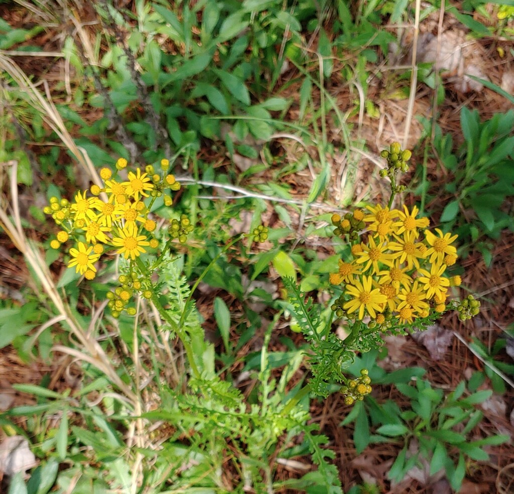 Small's ragwort from Mountain Park, GA, USA on April 20, 2024 at 10:45 ...