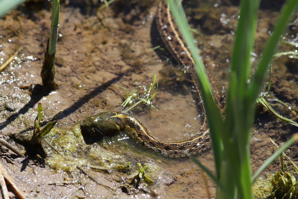Checkered Garter Snake from Doña Ana County, NM, USA on April 18, 2024 ...