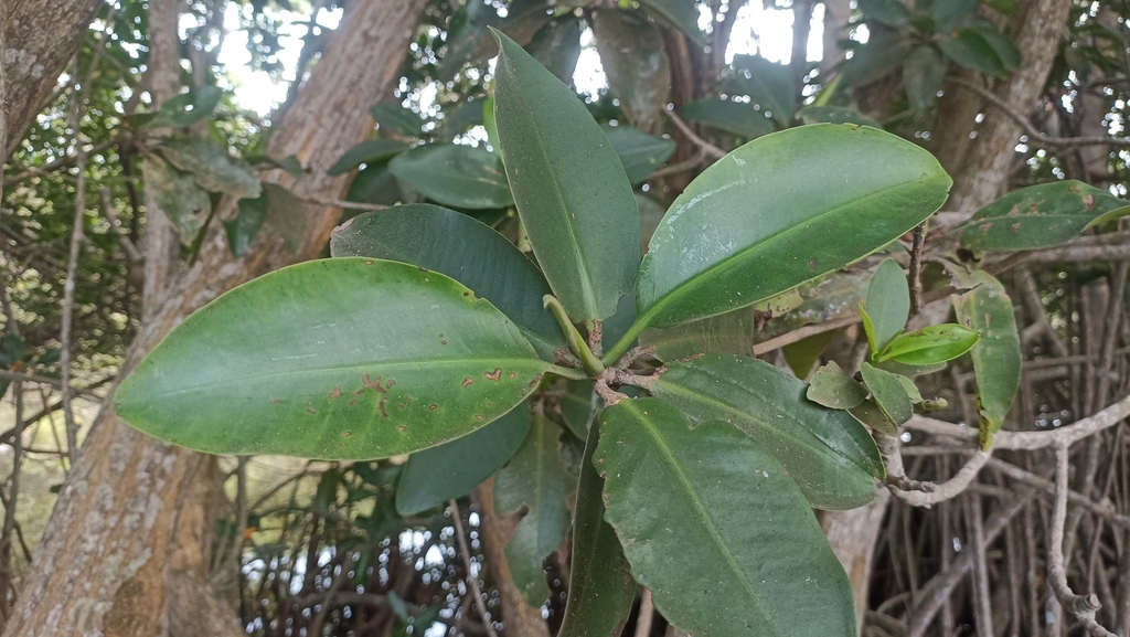 Mangle colorado desde 93965 Ver., México el 20 de abril de 2024 a las 03:21 PM de Jesús Manuel ...