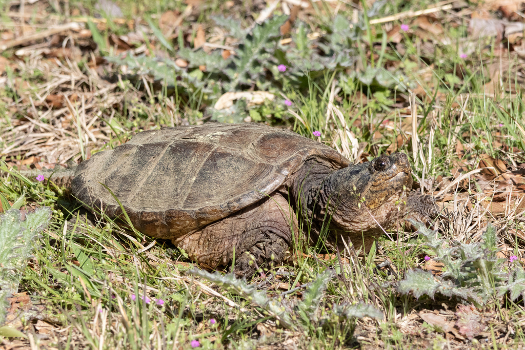 Common Snapping Turtle from Accomack County, VA, USA on April 16, 2024 ...