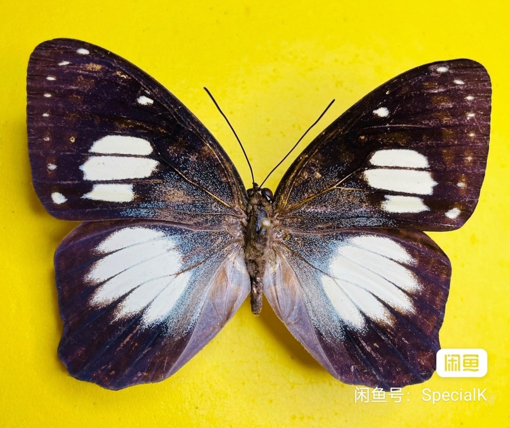 Prothoe australis from 秀英区, 海口市, 海南省, CN on April 20, 2024 at 12:00 PM ...