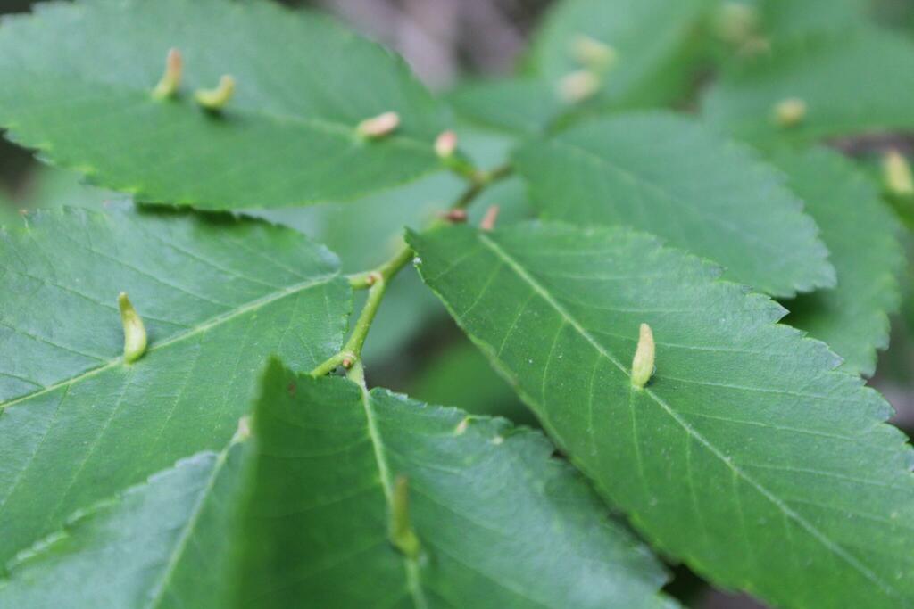 Elm Finger Gall Mite from Faulkner County, AR, USA on April 20, 2024 at ...