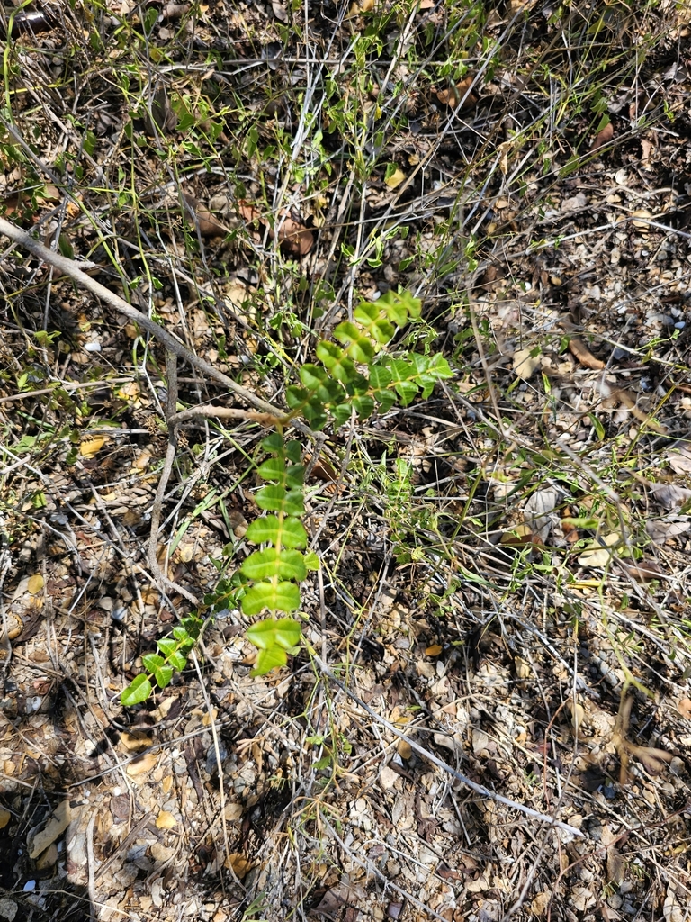 Poison Ash from Llanos Costa, Cabo Rojo 00622, Puerto Rico on April 19 ...