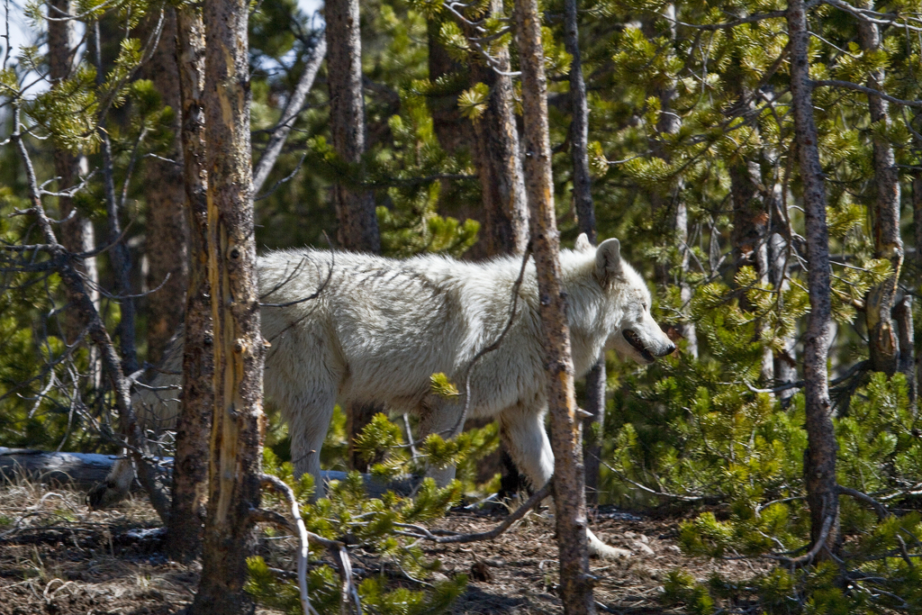 Gray Wolf in April 2010 by Greg Holland · iNaturalist