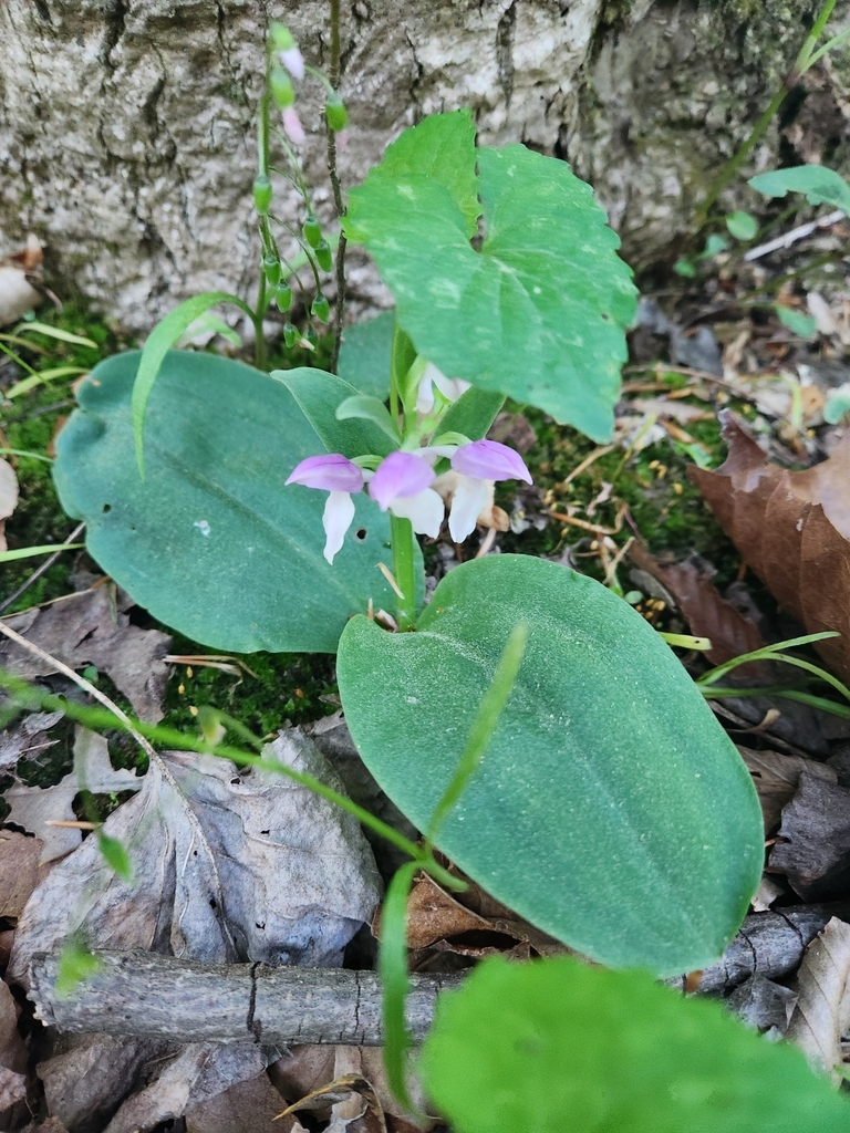 showy orchis from CHARLOTT HALL, MD 20622, USA on April 20, 2024 at 07: ...