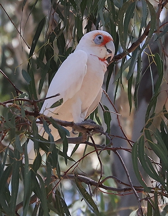 Long-billed Corella from Moulamein NSW 2733, Australia on March 31 ...