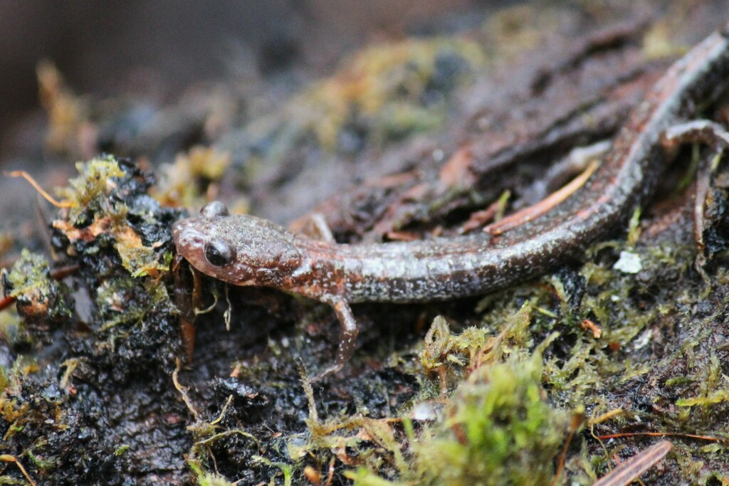 Eastern Red-backed Salamander from Chippewa County, MI, USA on April 20 ...