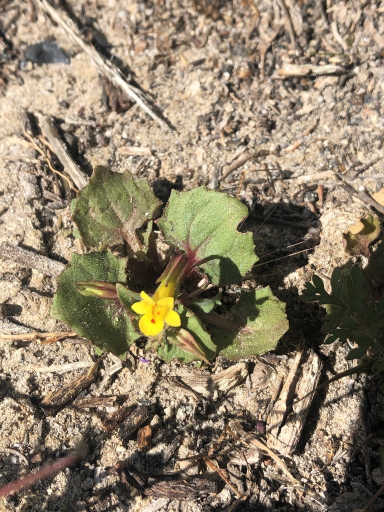 shy monkeyflower from San Bernardino National Forest, Phelan, CA, US on ...