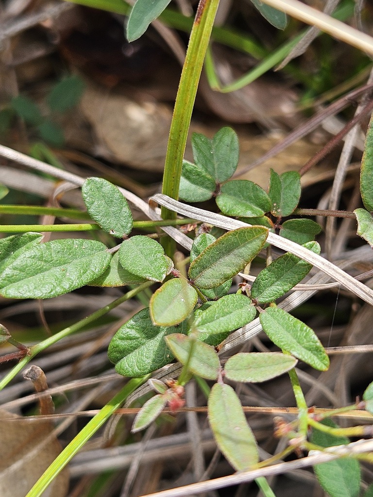 slender tick-trefoil from Goomburra QLD 4362, Australia on April 20 ...