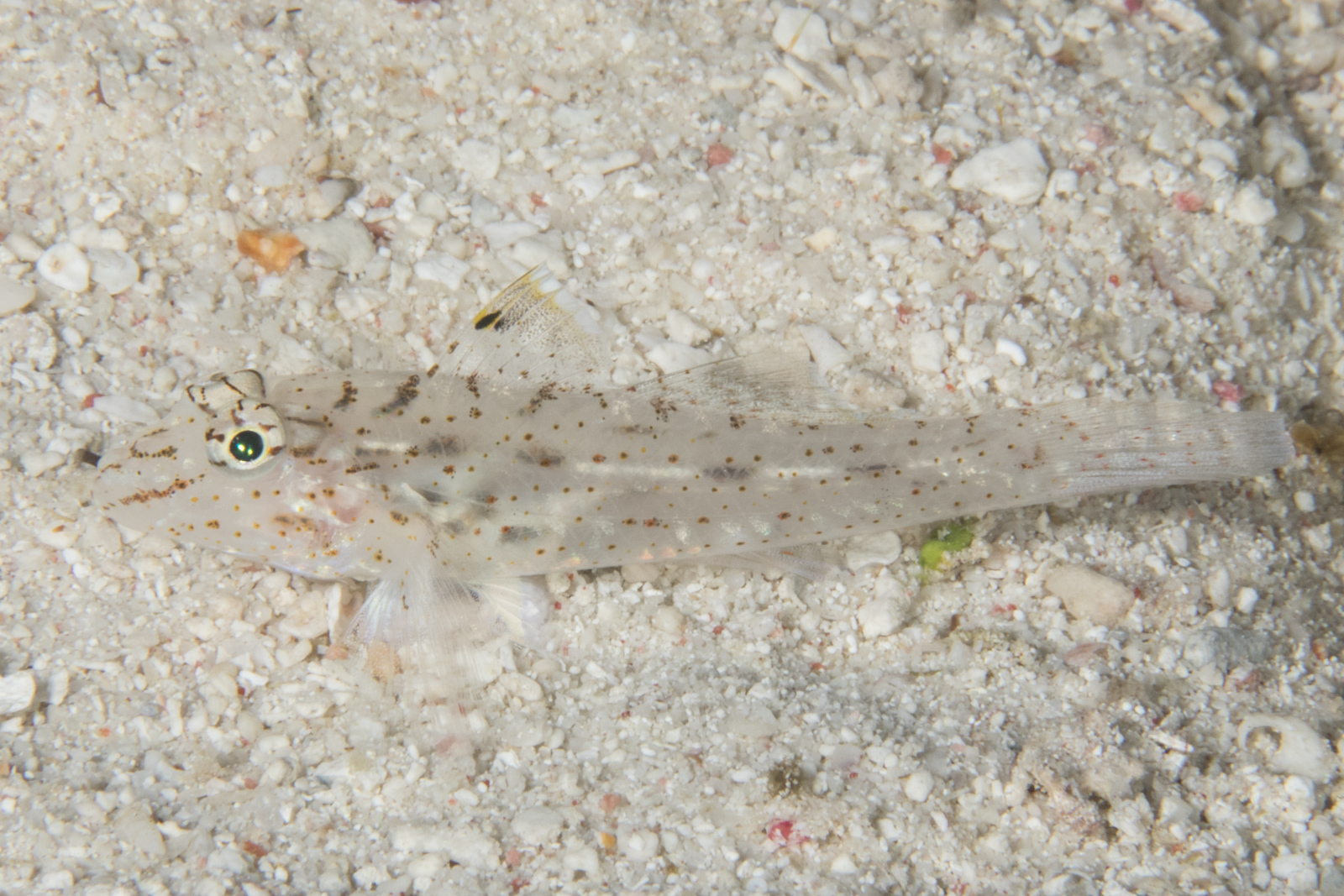 Fusigobius neophytus (Günther, 1877)