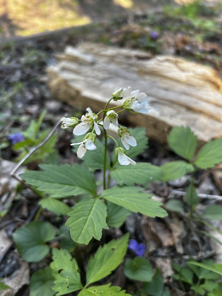 Two-leaved Toothwort from Big Run Rd, Swanton, MD, US on April 20, 2024 ...