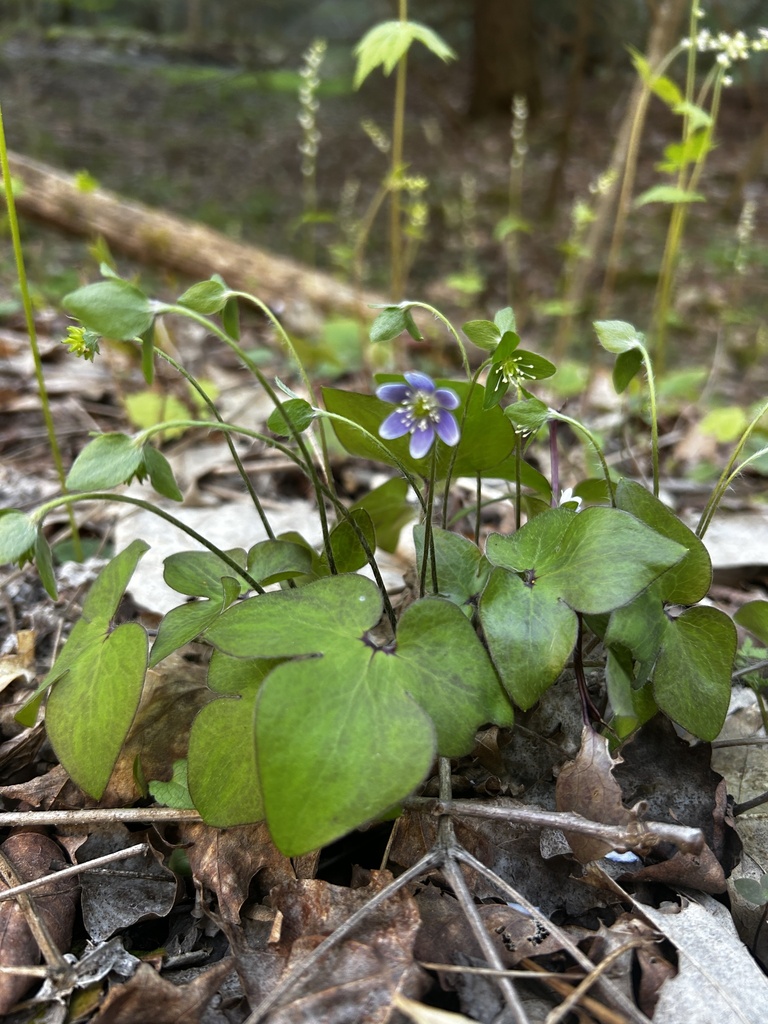 sharp-lobed hepatica from Big Run Rd, Swanton, MD, US on April 20, 2024 ...