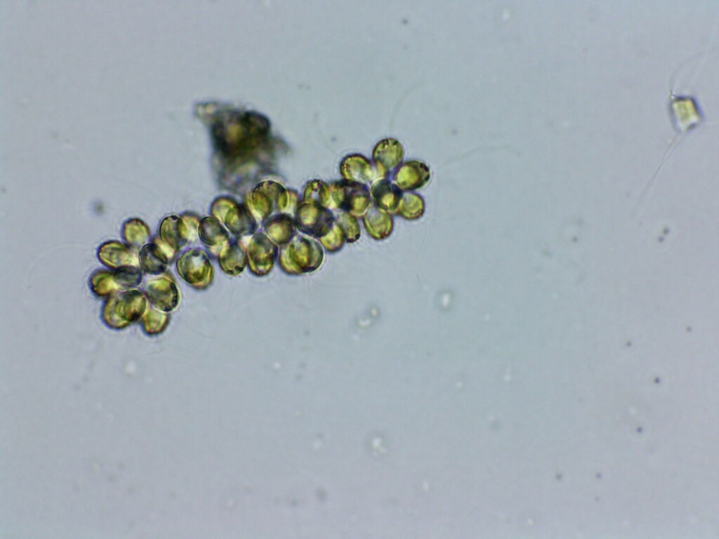 Synura from Breakwater bridge Geelong VIC, Australia on April 18, 2024 ...