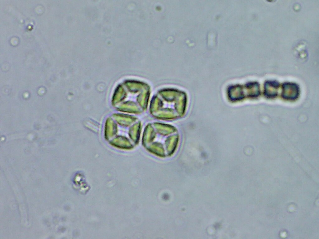 Crucigenia fenestrata from Breakwater bridge Geelong VIC, Australia on ...