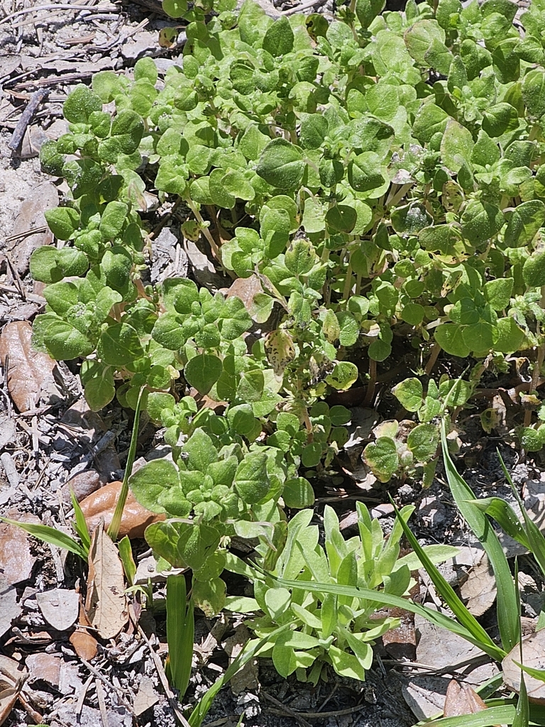 Florida Pellitory from Black Bear WA, Seminole County, FL 32771, USA on ...