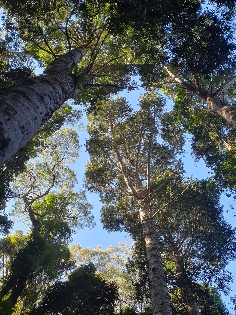 Queensland kauri from Goomburra QLD 4362, Australia on April 20, 2024 ...