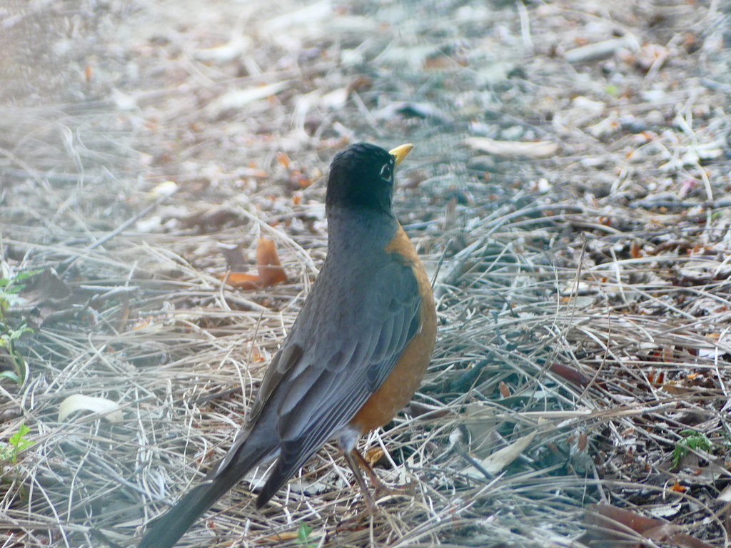 American Robin from Monte Verde Park, Lakewood, CA, US on April 20 ...