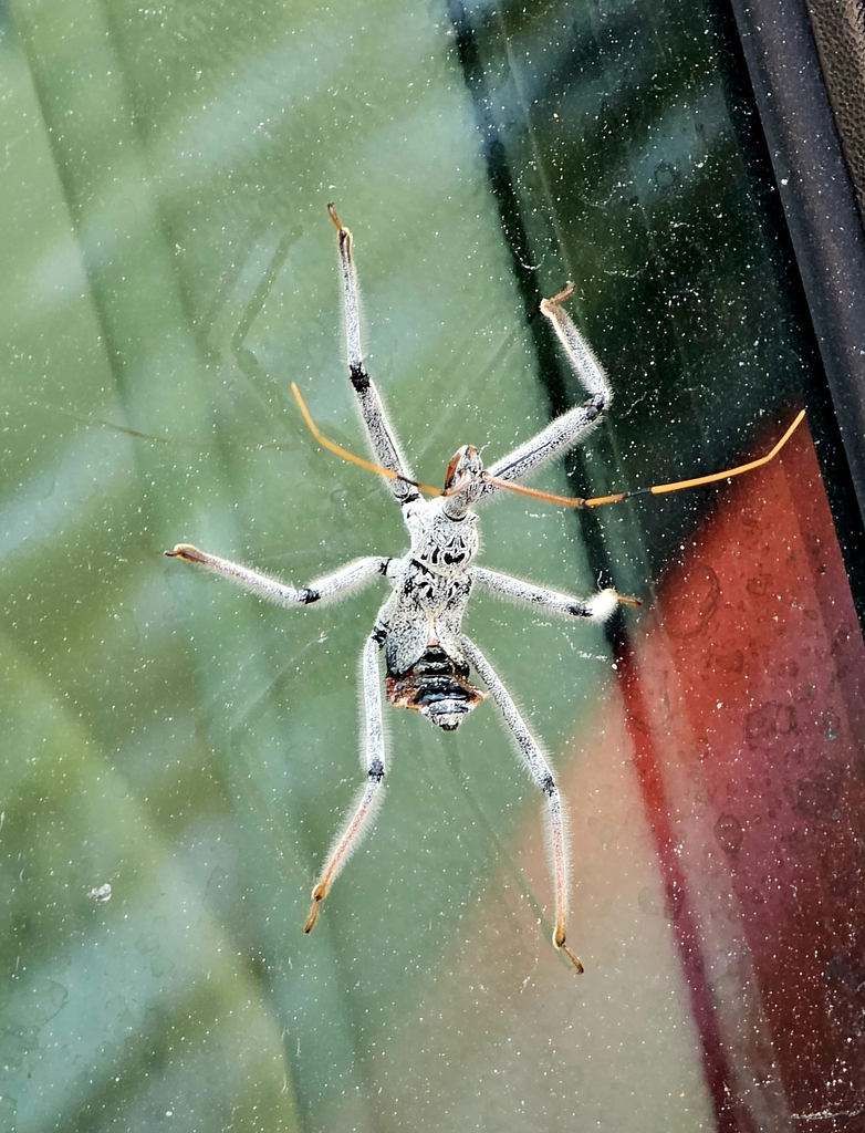 North American Wheel Bug from Black Bear WA, Seminole County, FL 32771 ...