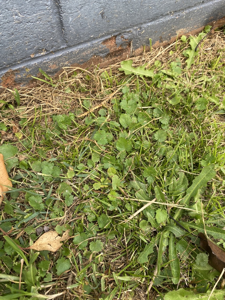 Carolina Bristlemallow from Stanley St, Peakhurst, NSW, AU on April 21 ...