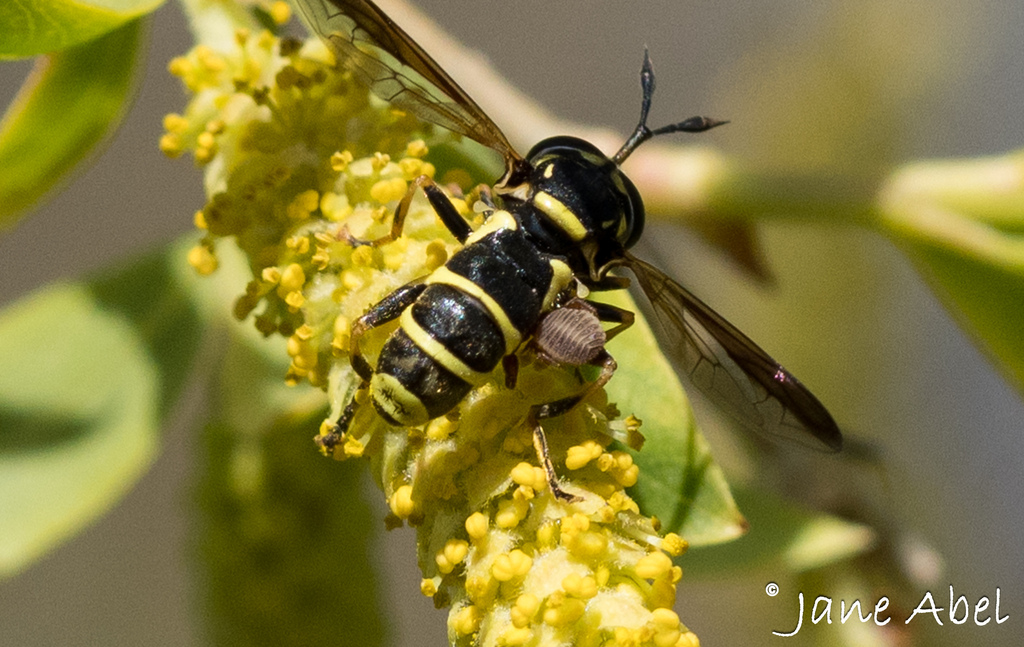 Western Wasp Fly from Richland, WA, USA on April 19, 2024 at 02:17 PM ...