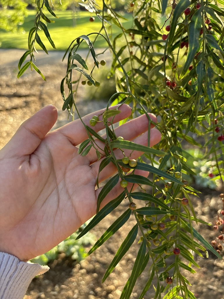 Peruvian Pepper Tree from Sunset Park, Livermore, CA, US on April 20 ...