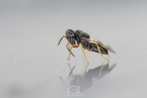Omphale taborskyi · iNaturalist
