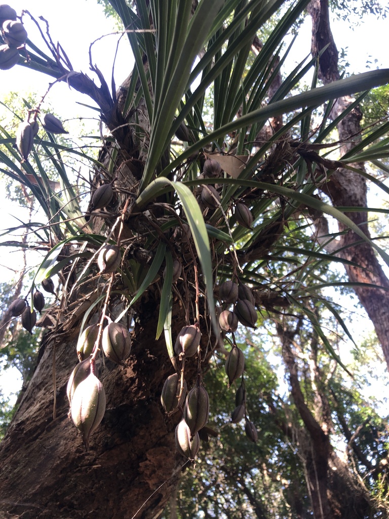 Snake Orchid from Meroo National Park, Bawley Point, NSW, AU on April ...