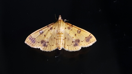 Patania plagiatalis · iNaturalist