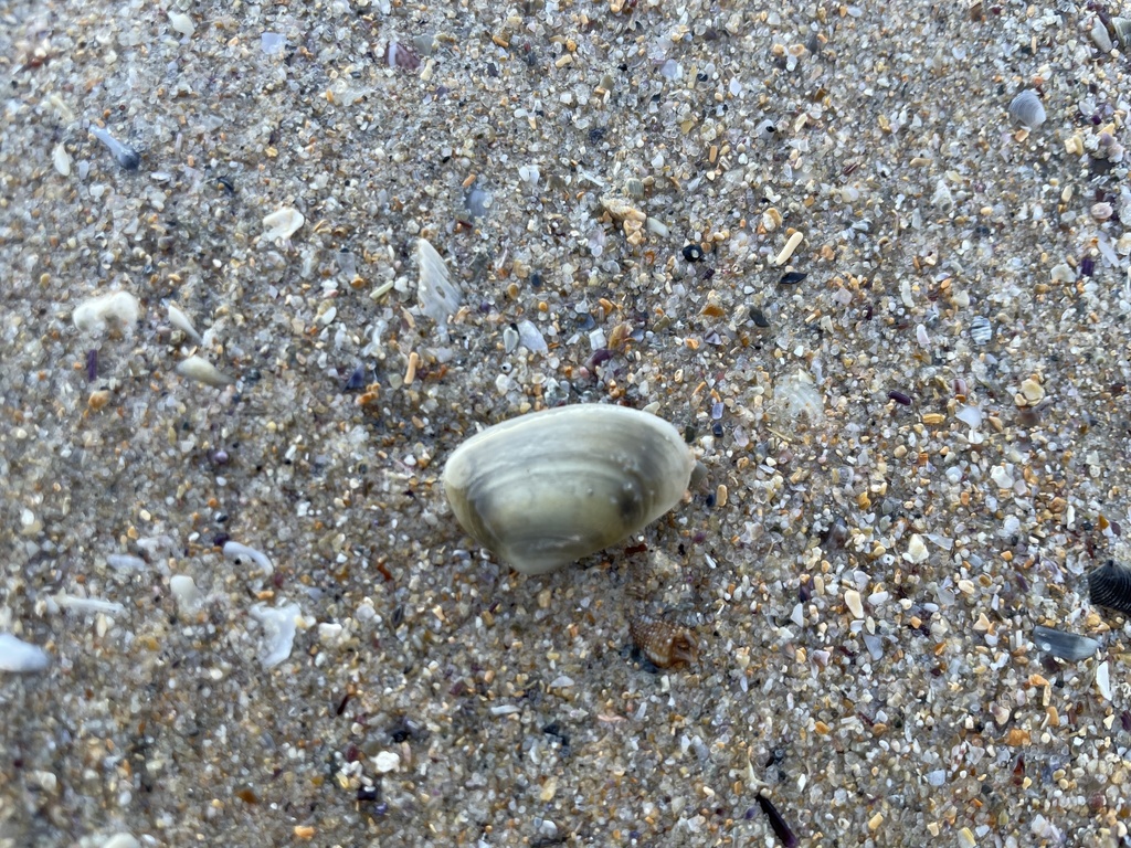 Paphies in April 2024 by Alex Pintsen JIN · iNaturalist