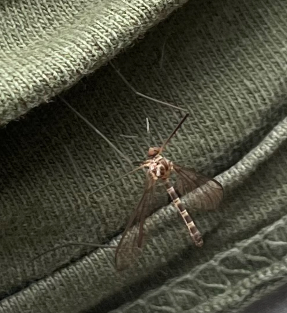 Net-winged Midges from S Molalla Forest Rd, Molalla, OR, US on April 20 ...