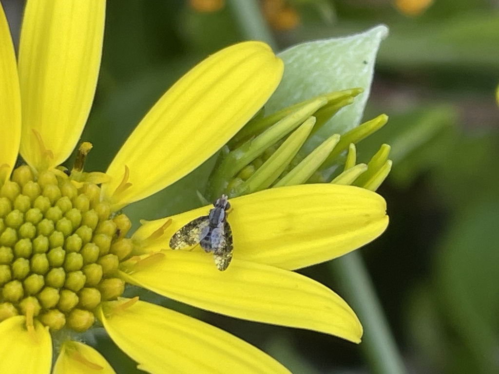 Bitou bush seed fly in April 2024 by Alex Pintsen JIN · iNaturalist