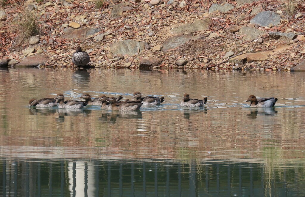 Australian Wood Duck from Geoscience Australia, Symonston, ACT ...