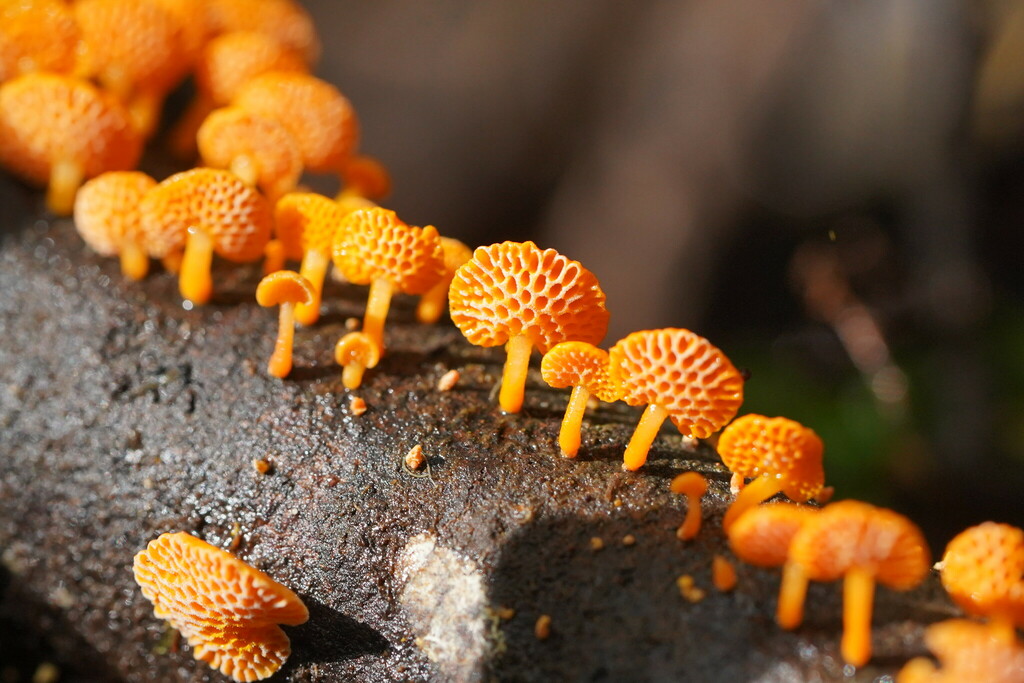 orange pore fungus from Powelltown VIC 3797, Australia on April 12 ...