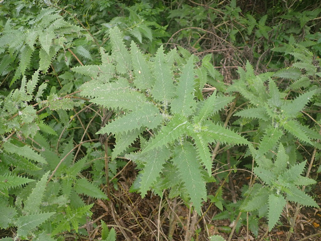 Tree Nettle from Crofton Downs, Wellington 6035, New Zealand on April ...